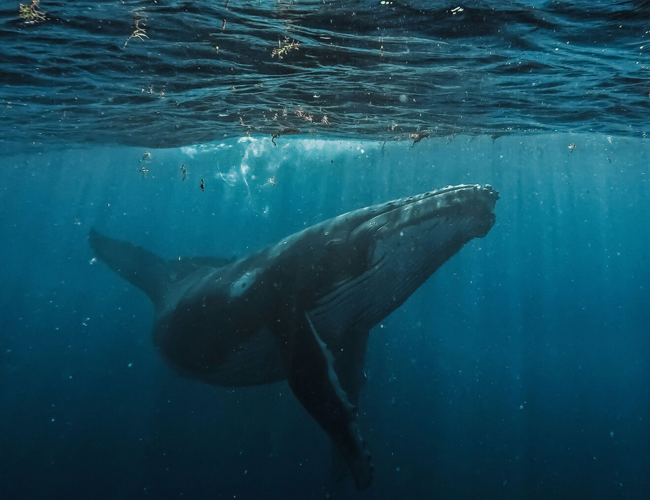 Lost Whale Song : Noise Pollution’s Disruption of Marine Soundscapes ...