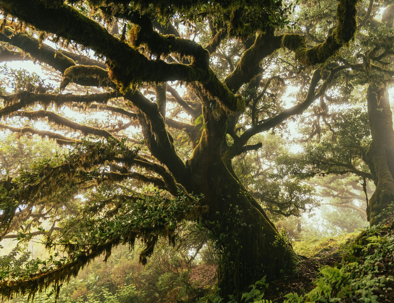The Travelling Tree: Journey Towards Life in a Changing Climate – Planted