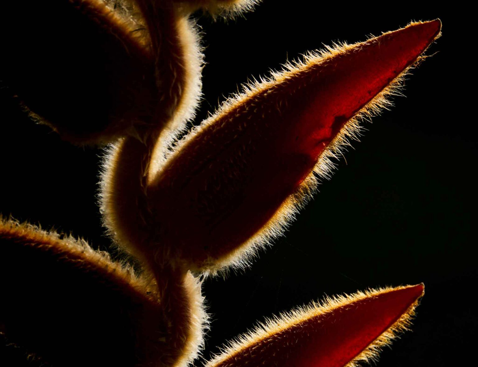 The Speaking Plants: A World Within a World – Planted