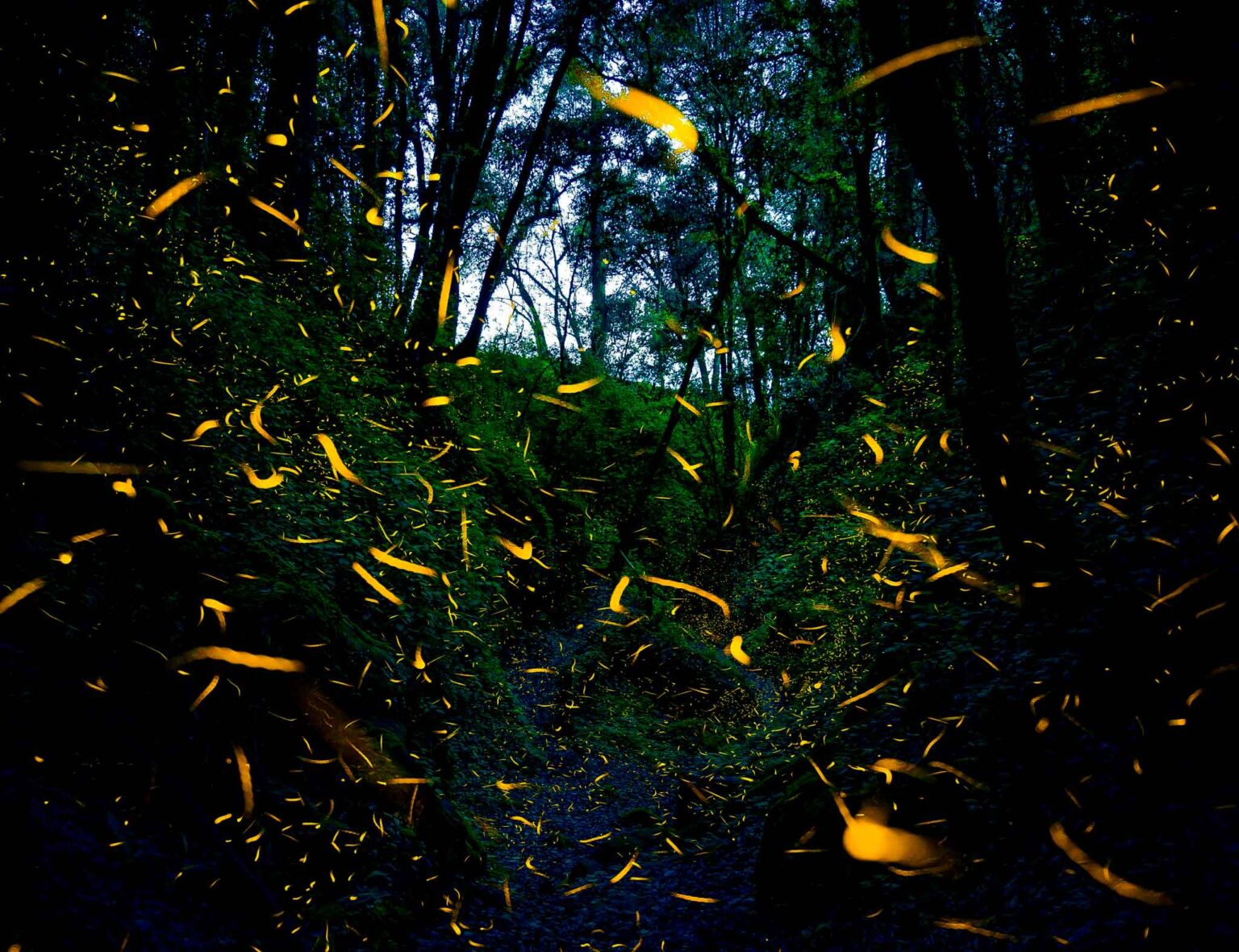 Nature’s Living Light: Dance of Fireflies – Planted