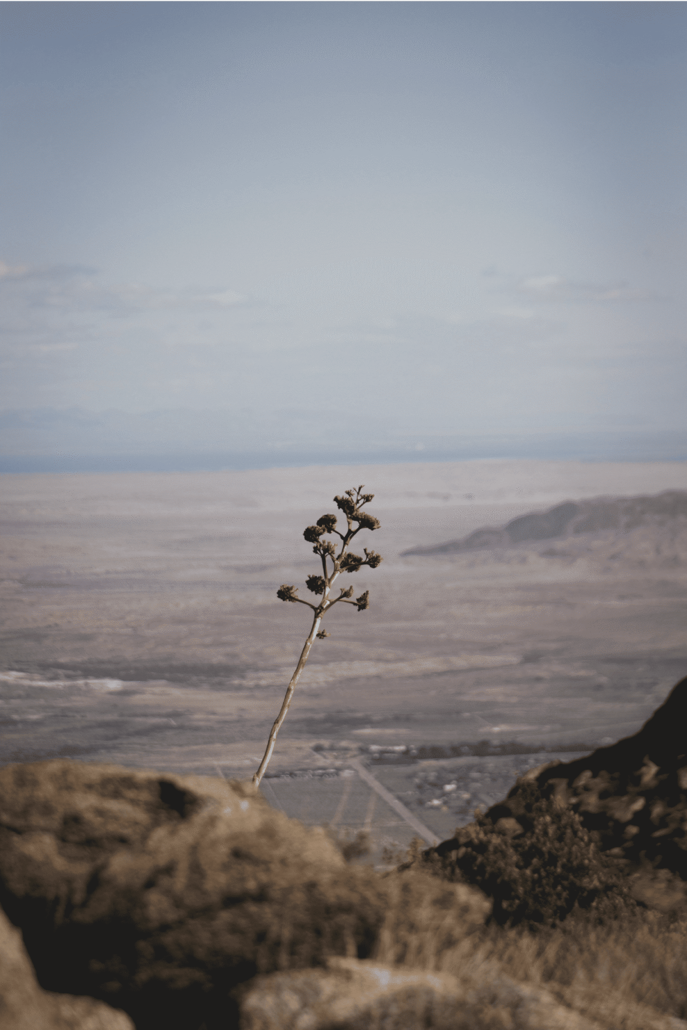 Living Landscapes: Where Nature Becomes Culture – Planted